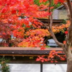 From Osaka: Mt. Koya Autumn Leaves Tour with Fruit Picking - Authenticity and Traveler Experience