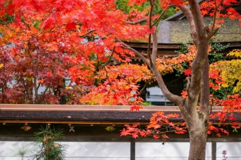 From Osaka: Mt. Koya Autumn Leaves Tour with Fruit Picking - Authenticity and Traveler Experience