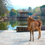 From Osaka: Nara, Kiyomizu-dera & Fushimi Inari Trip - Final Thoughts: Who Is This Tour Best For?