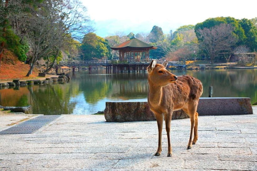 From Osaka: Nara, Kiyomizu-dera & Fushimi Inari Trip - Final Thoughts: Who Is This Tour Best For?