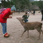 From Osaka: Nara private car tour with optional guide - The Itinerary: What to Expect from Osaka to Nara