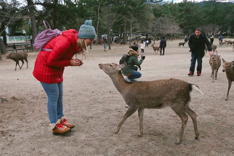 From Osaka: Nara private car tour with optional guide - The Itinerary: What to Expect from Osaka to Nara