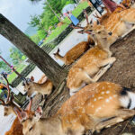 From Osaka: Nara Private Tour with Meet-Up at Your Hotel - FAQs