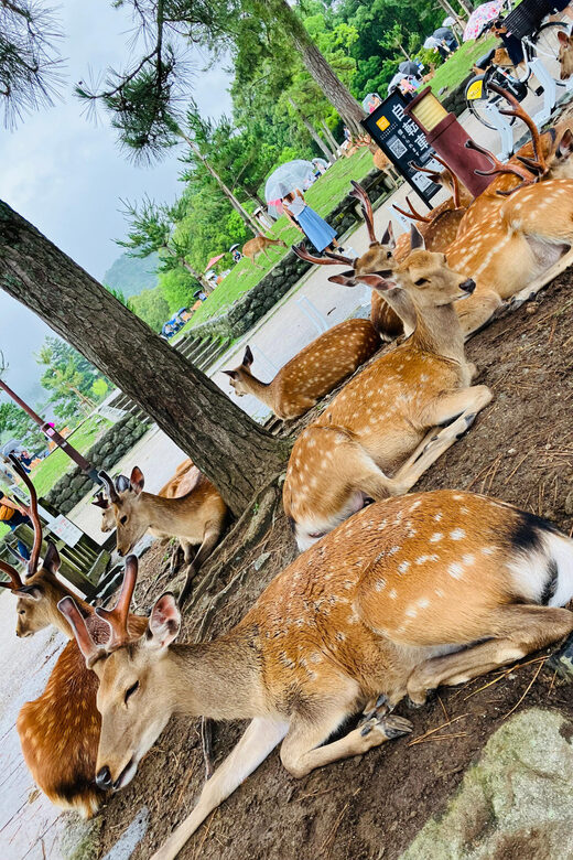 From Osaka: Nara Private Tour with Meet-Up at Your Hotel - FAQs