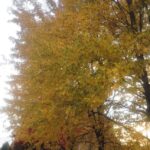 From Ottawa: Gatineau Park Fall Colors Guided Trip - What the Tour Includes