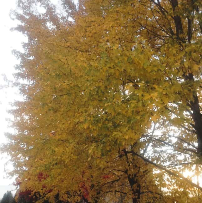 From Ottawa: Gatineau Park Fall Colors Guided Trip - What the Tour Includes