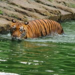 From Penang: Enlightening Taiping Private Day Tour - An Honest Look at the Journey and Highlights