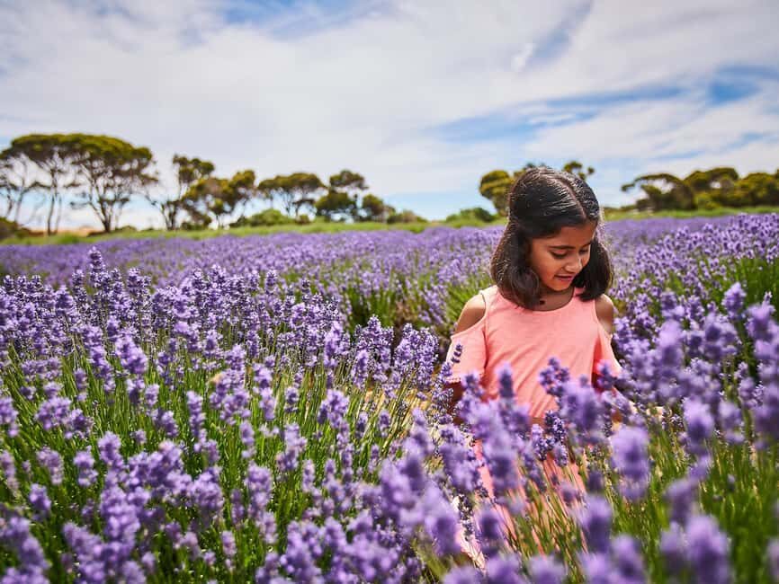 From Penneshaw - A Tasting Of Kangaroo Island - The Practicalities and Value