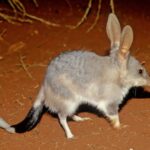 From Perth: Australian Animal Night Safari - The Experience from Travelers’ Perspectives