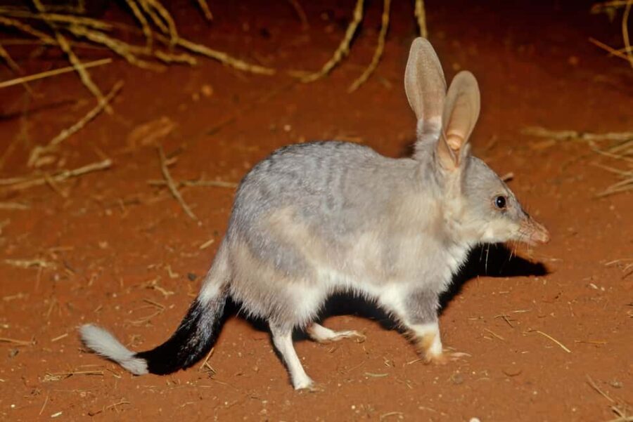 From Perth: Australian Animal Night Safari - The Experience from Travelers’ Perspectives