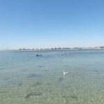 From Perth: Rockingham Seal & Penguin Islands Sea Kayak Tour - The Benefits of Guided Wildlife Tours