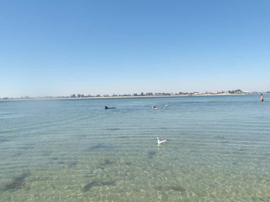 From Perth: Rockingham Seal & Penguin Islands Sea Kayak Tour - The Benefits of Guided Wildlife Tours