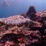 From Phuket: Phi Phi Islands Speedboat Tour - Is This Tour Worth It? Analyzing the Value