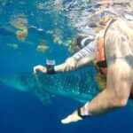 From Playa del Carmen: Whale Shark Tour - Snorkeling with the Giants: The Main Event