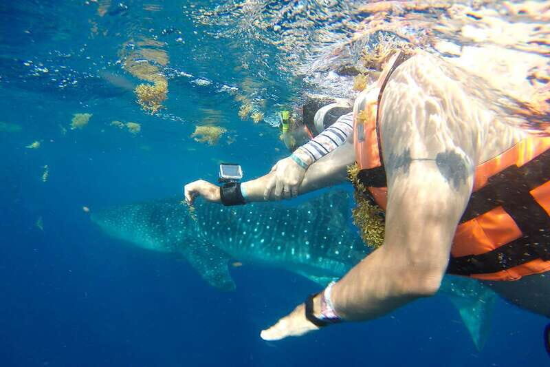 From Playa del Carmen: Whale Shark Tour - Snorkeling with the Giants: The Main Event