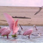 From Puerto Escondido: Birdwatching on a Boat - Practical tips for participants