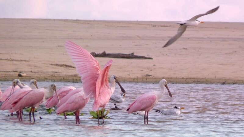 From Puerto Escondido: Birdwatching on a Boat - Practical tips for participants