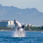From Puerto Vallarta/Nuevo Vallarta: Whale Watching Cruise - FAQ