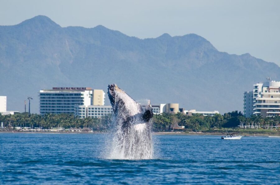 From Puerto Vallarta/Nuevo Vallarta: Whale Watching Cruise - FAQ