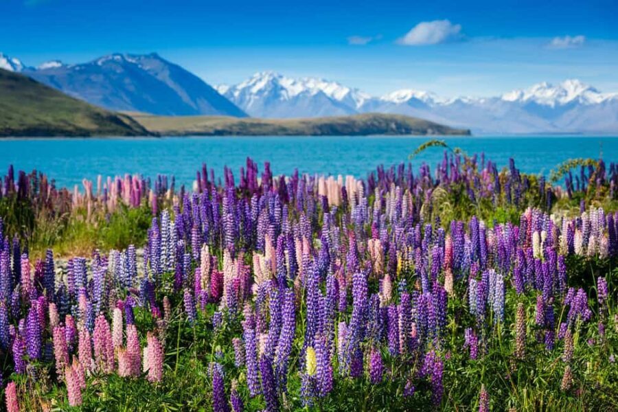 From Queenstown: Half-Day Guided Tour to Mount Cook - Detailed Review