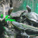 From Riviera Maya: 3 Cenotes Adventure Tour with Lunch - Itinerary Breakdown: What to Expect