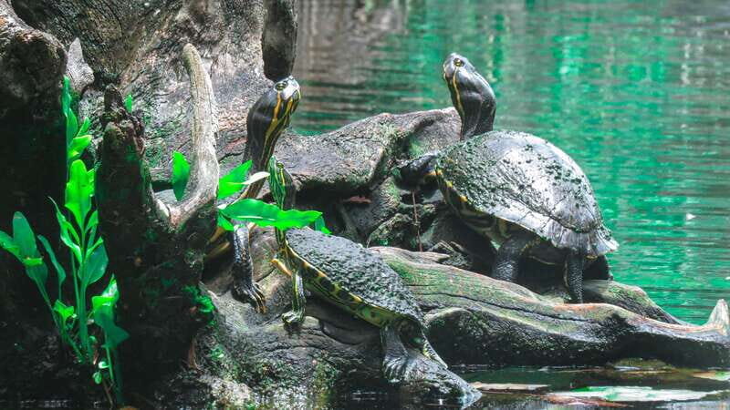 From Riviera Maya: 3 Cenotes Adventure Tour with Lunch - Itinerary Breakdown: What to Expect