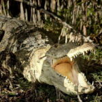 From Riviera Maya: Sian Ka'an Half Day Tour w/ Lunch - Exploring Boca Paila lagoon and wildlife spotting