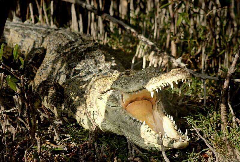 From Riviera Maya: Sian Ka'an Half Day Tour w/ Lunch - Exploring Boca Paila lagoon and wildlife spotting
