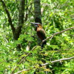 From Riviera Maya : Sian Ka'an Muyil Birdwatching with Guide - Authentic Insights from Travelers