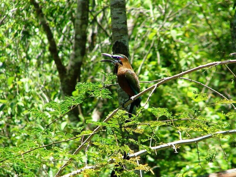 From Riviera Maya : Sian Ka'an Muyil Birdwatching with Guide - Authentic Insights from Travelers