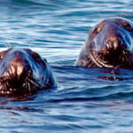 From Saint John: Saint Andrews Whale Watching Tour - The Sum Up