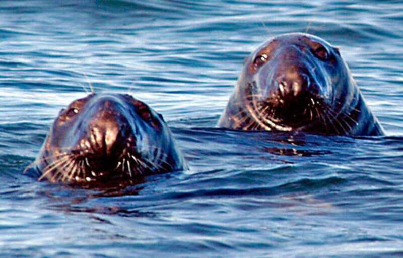 From Saint John: Saint Andrews Whale Watching Tour - The Sum Up