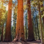 From San Francisco: Guided Muir Woods Excursion - What Makes This Tour Stand Out