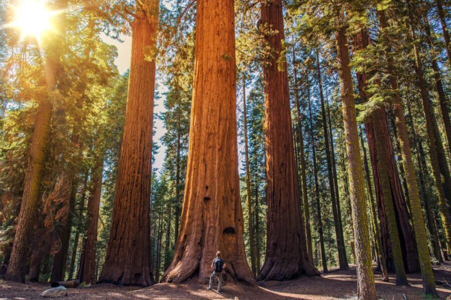 From San Francisco: Guided Muir Woods Excursion - What Makes This Tour Stand Out