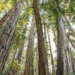 From San Francisco: Guided Muir Woods Tour - The Itinerary Breakdown