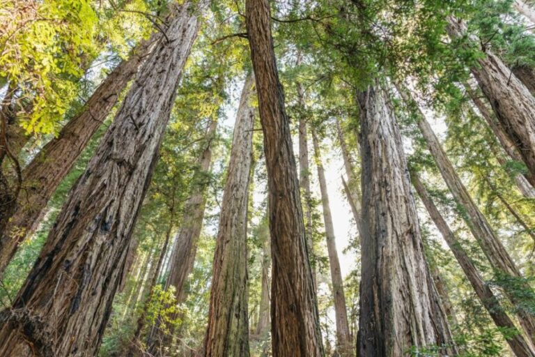 From San Francisco: Guided Muir Woods Tour - The Itinerary Breakdown