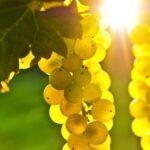 From San Francisco: Napa & Sonoma Valley Full-Day Wine Tour - What the Reviews Say