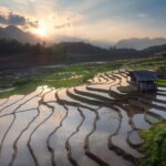 From Sapa : 1 Day Amazing Sapa Trek To Terrace rice field - The Value of This Tour