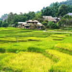From Sapa Visit Lao Chai/Ta Van/Giang Ta Chai Sleep Homestay - A Closer Look at the Itinerary and What You Can Expect