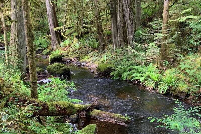 From Sechelt or Langdale: Sunshine Coast Tour and Hike - An In-Depth Look at the Sunshine Coast Tour and Hike
