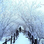 From Seoul: Balwangsan Cable Car and Daegwallyeong Ranch - Walking the Snow Blossom Trail