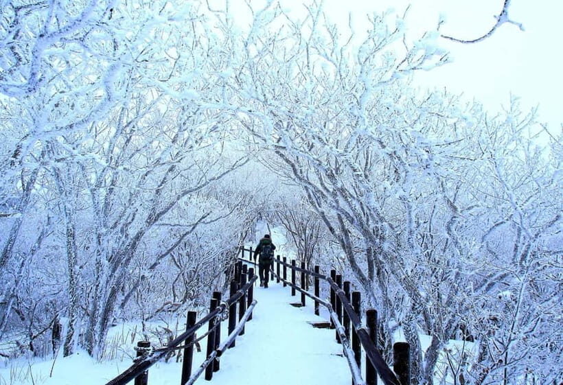 From Seoul: Balwangsan Cable Car and Daegwallyeong Ranch - Walking the Snow Blossom Trail