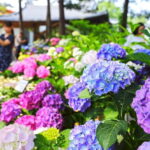 From Seoul: Begonia Bird Park, Rail Bike and Garden Tour - What Travelers Say