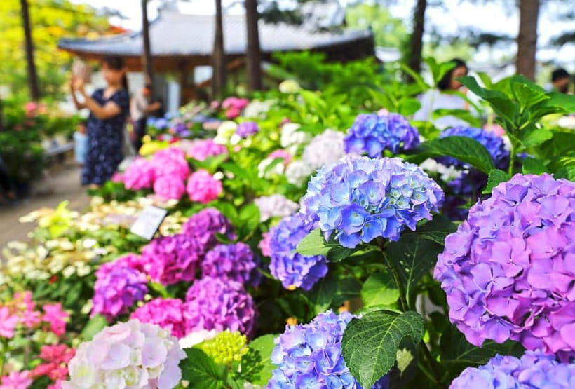 From Seoul: Begonia Bird Park, Rail Bike and Garden Tour - What Travelers Say