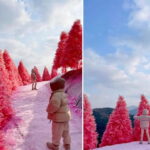 From Seoul: Pocheon, Sanjung Lake and Bidulginang Fall Trip - What Reviewers Say