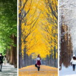 From Seoul: Seoraksan National Park and Nami Island Day Trip - The Mountain Experience at Seoraksan