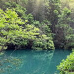 From Shanghai: Xiaoshao Ancient Road Journey - Savoring "King Yue Zen Tea" Beneath a Ginkgo Tree