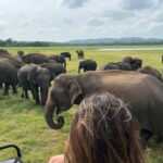 From Sigiriya/Habarana: Minneriya National Park Safari - What You Can Expect on This Safari