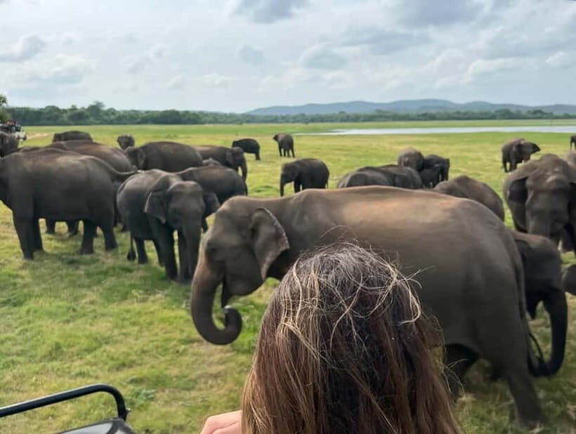 From Sigiriya/Habarana: Minneriya National Park Safari - What You Can Expect on This Safari