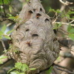 From Sigiriya : Kaudulla National Park Elephant Jeep Safari - What To Expect